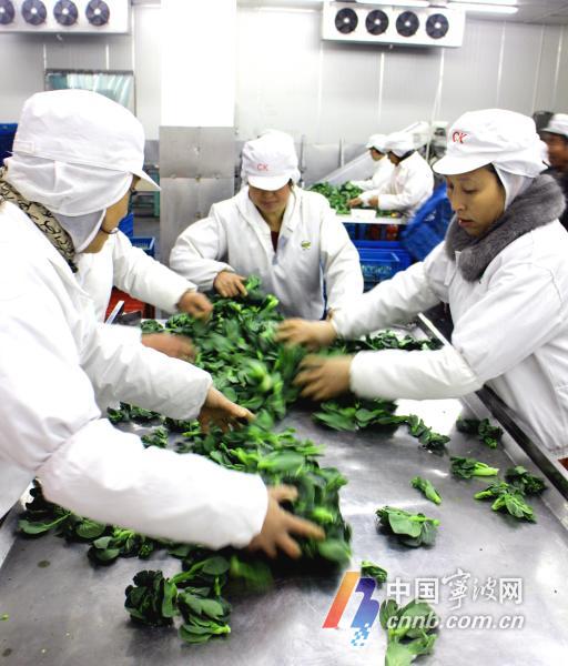 携手餐饮巨头 慈溪速冻油菜花就这样火了 新闻中心 中国宁波网